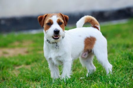 Джак Ръсел териер – характер, отглеждане и грижи за него